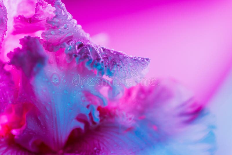 Vivid Neon Colored Iris Flower Bud Stock Photo - Image of creative ...