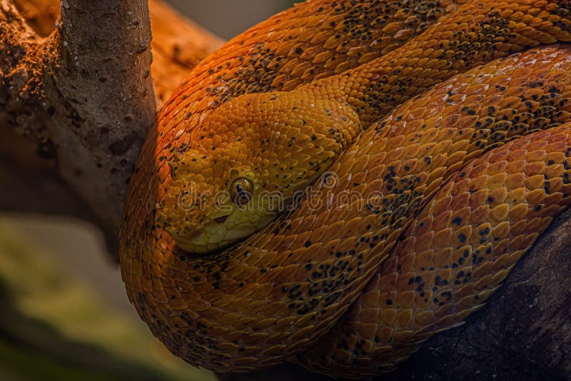Vivid Orange-colored Snake is Perched on a Thin, Brown Tree Branch ...