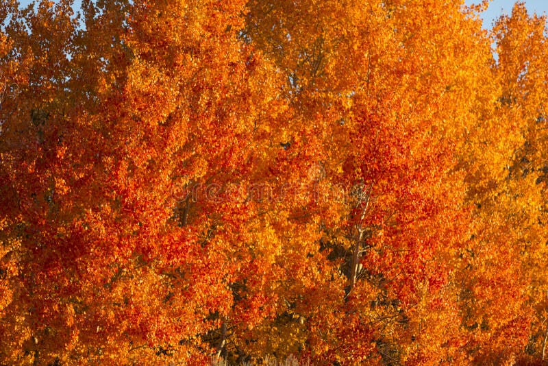 Vivid Orange and Yellow Fall Leaf Background with Peeks of Sky Stock ...