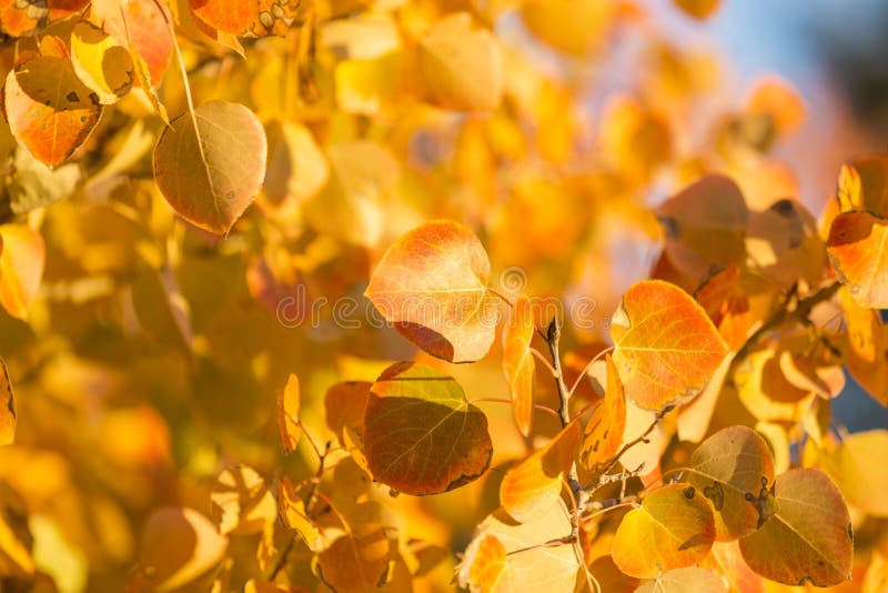 Vivid Orange and Yellow Fall Leaves Brilliant Colored Background Stock ...
