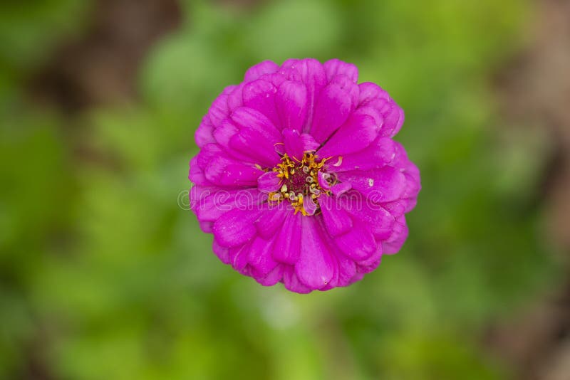 Pink Marigold stock image. Image of natural, round, fragrance - 105744587