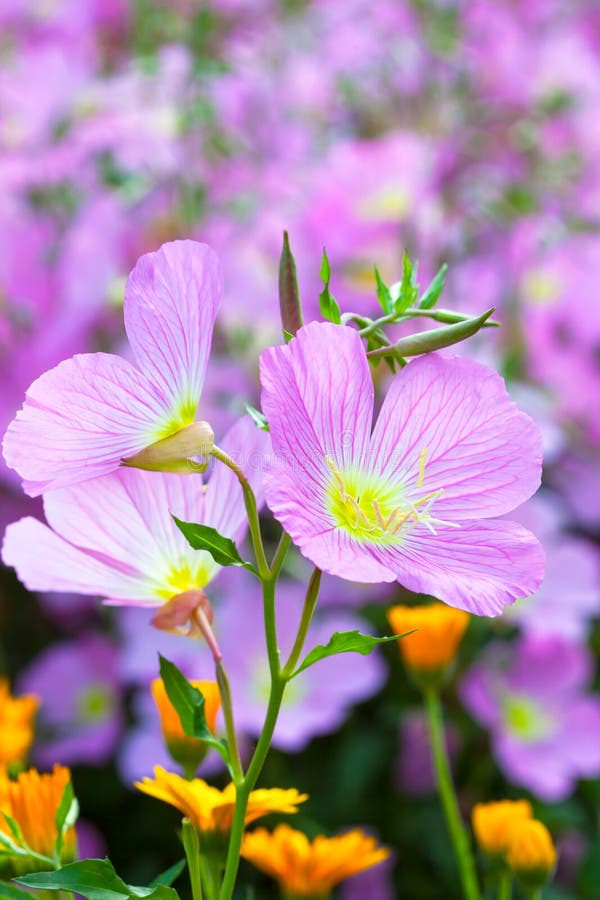 Vivid Purple Spring and Orange Flowers Stock Image - Image of ...
