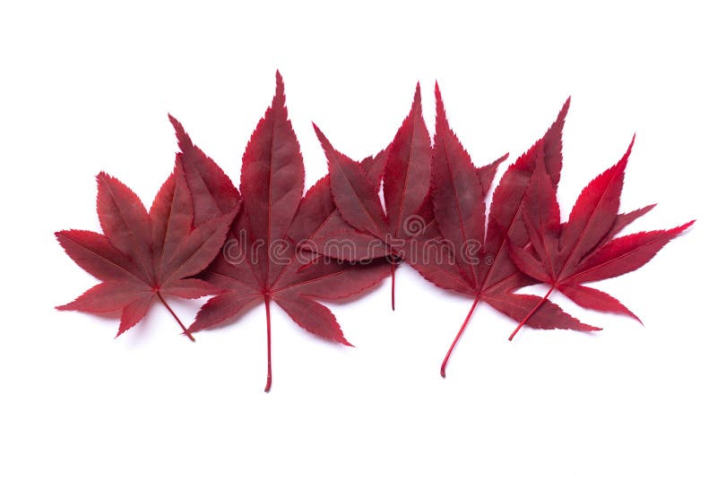 Vivid Red Autumn Leaves Border on White Stock Photo - Image of branch ...