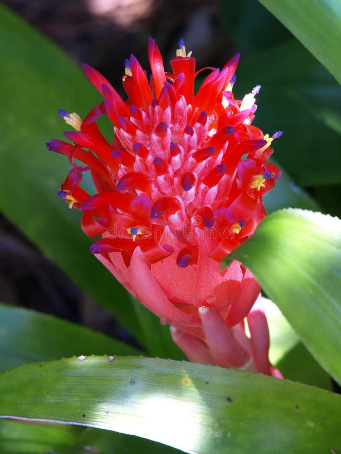 Vivid Red Bromeliad 017 Picture. Image: 6413725