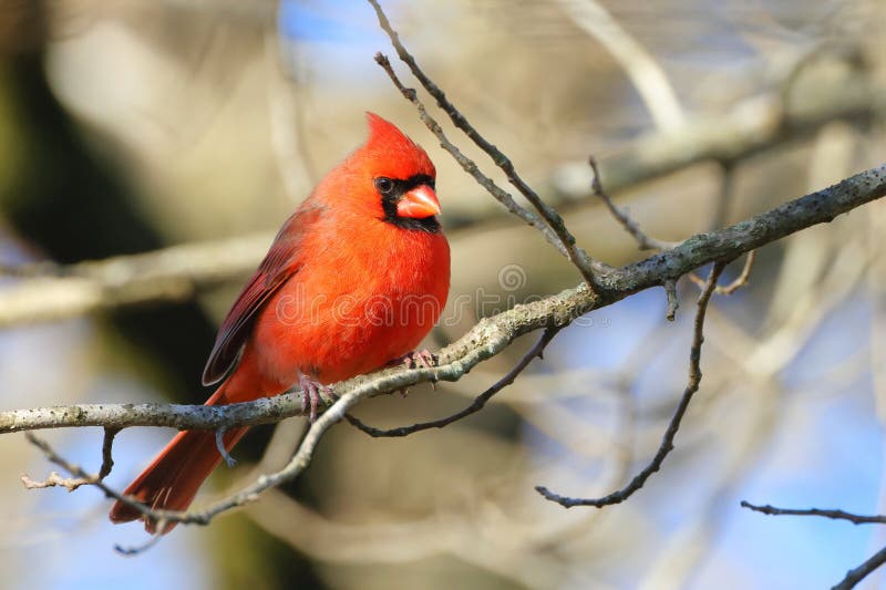 Vivid Red-colored Cardinal with a Distinctive Black Head Perched on a ...
