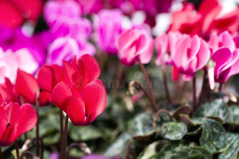 Cyclamen stock image. Image of full, bright, blossom - 20264197
