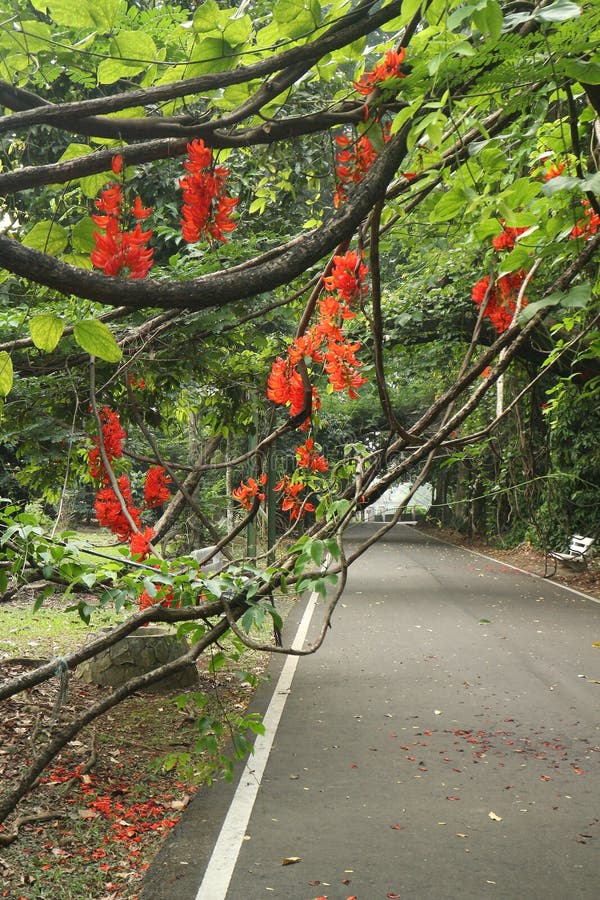 Vivid Red Flowers Cascade Over a Tree Lined Road Stock Image - Image of ...