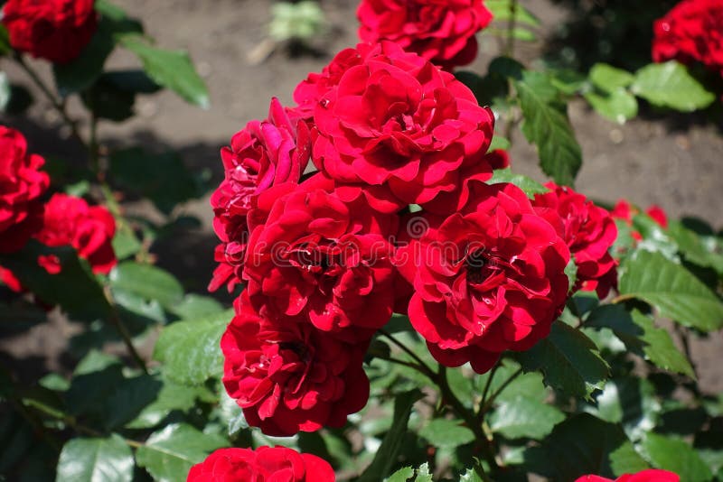 Vivid red flowers of roses stock image. Image of cardinal - 237327505
