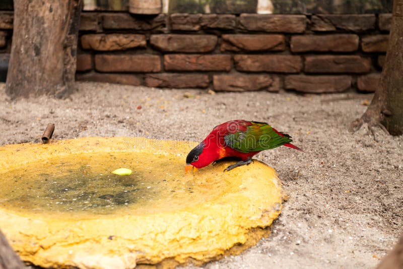 Red Lory at Water Basin stock image. Image of environment - 312460809