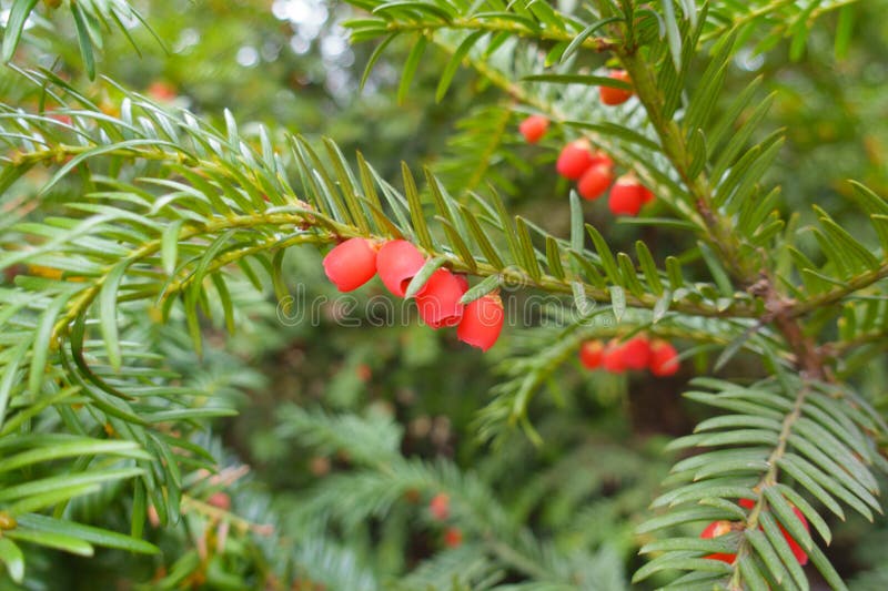 Vivid Red Seed Cones in the Leafage of Yew in October Stock Image ...