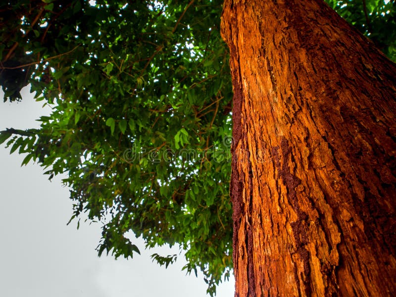 The Vivid Red Trunk of the Tree Stock Image - Image of background ...