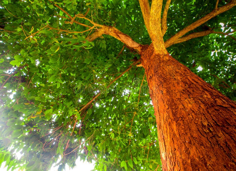 The Vivid Red Trunk of the Tree Stock Photo - Image of scene, bright ...