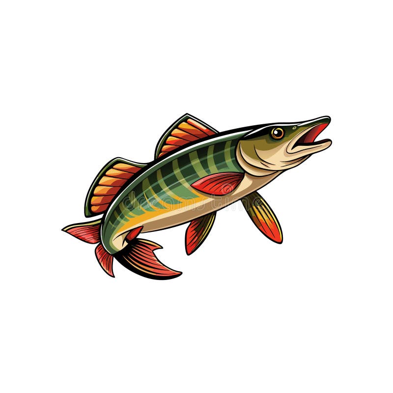 Vivid Redfin Pickerel Fish Artwork Featuring Realistic Colors Stock ...