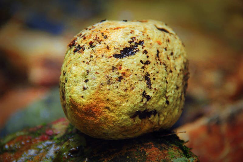 Round river stones stock photo. Image of shingle, granite - 14348854