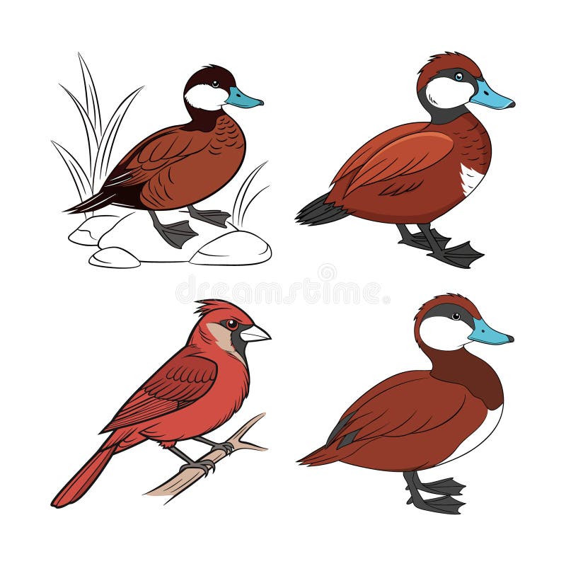 Vivid Ruddy Duck Bird Design Stock Illustration - Illustration of color ...