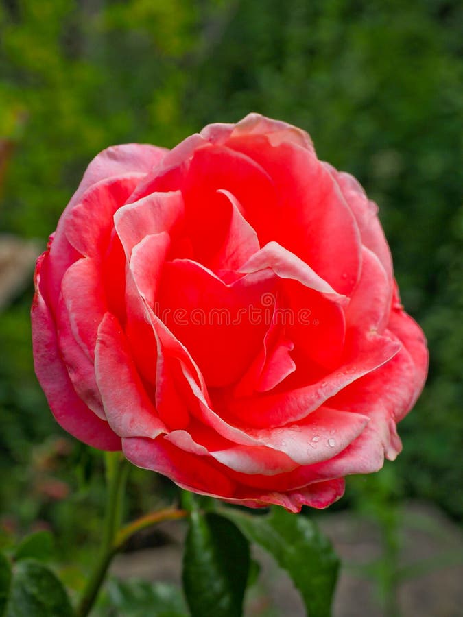 Close-up of a Bright Red Pink Rose Stock Image - Image of flowers ...