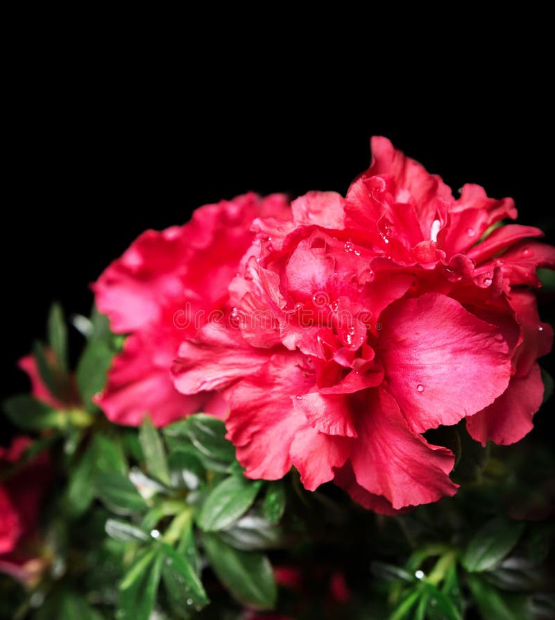 Vivid Scarlet Azalea Bush Flower Stock Photos - Free & Royalty-Free ...