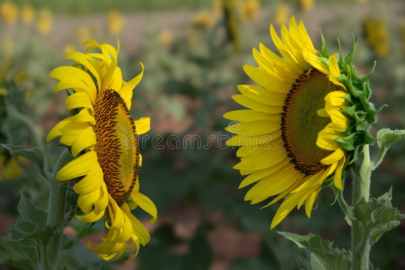 Vivid Sunflowers Face Each Other Stock Photo - Image of green ...