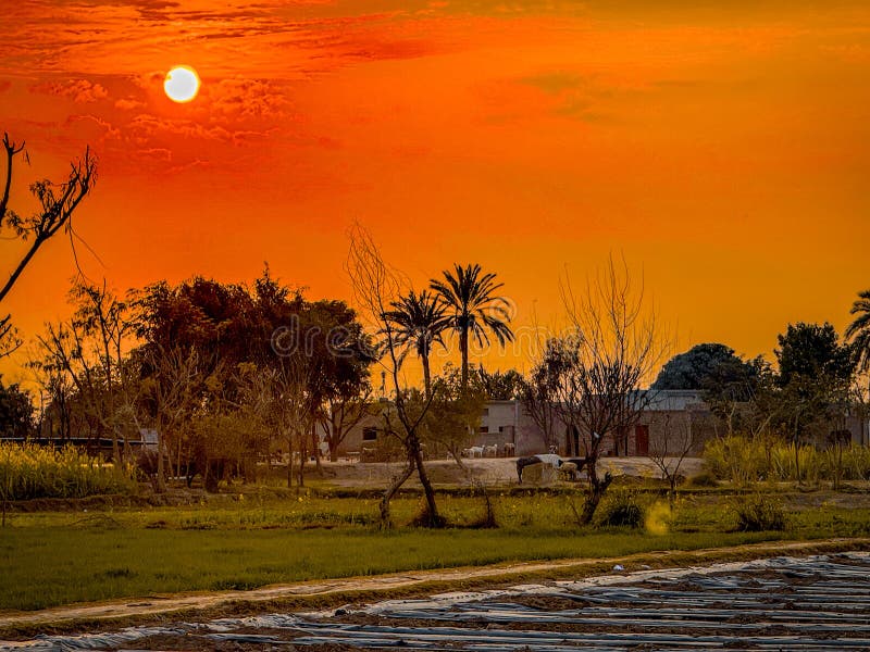Vivid Sunset Over Rural Fields with Palm Trees and Simple Village ...