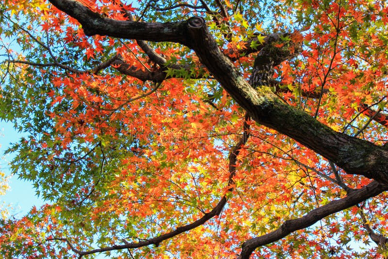 Vivid Tree in Autumn Period Stock Photo - Image of colors, fresh: 68569444