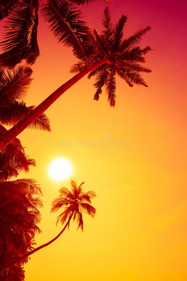 Tropical Sunset with Coconut Palm Trees Stock Photo - Image of shine ...