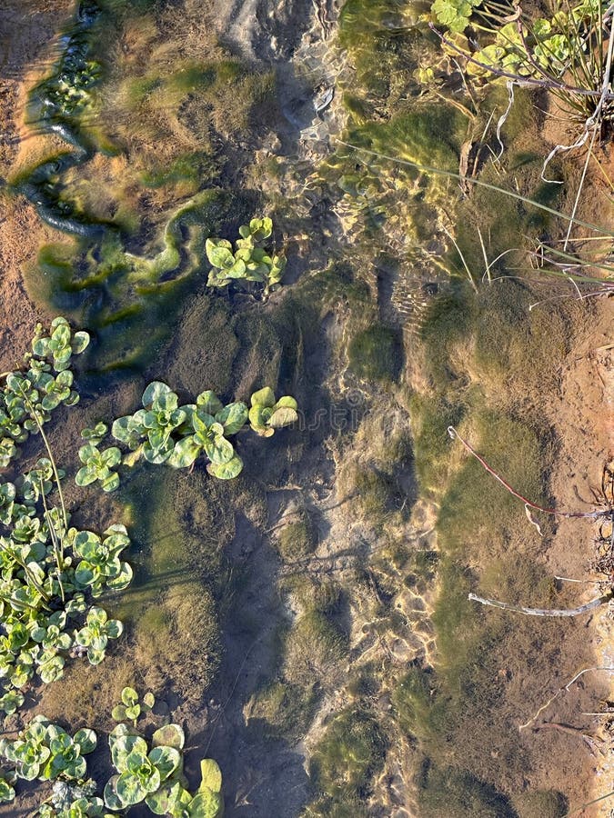 Underwater Vegetation and Light Reflections in Clear Stream Stock Photo ...