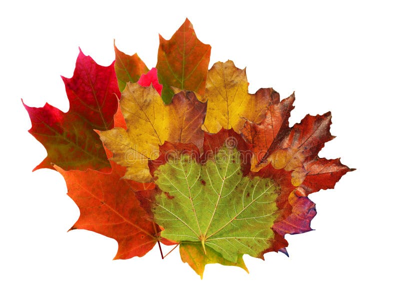 Vivid Variety of Maple Leaves in Fall Stock Image - Image of fall ...