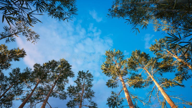 A Vivid View of the Blue Sky through an Opening in the Trees of Thick ...