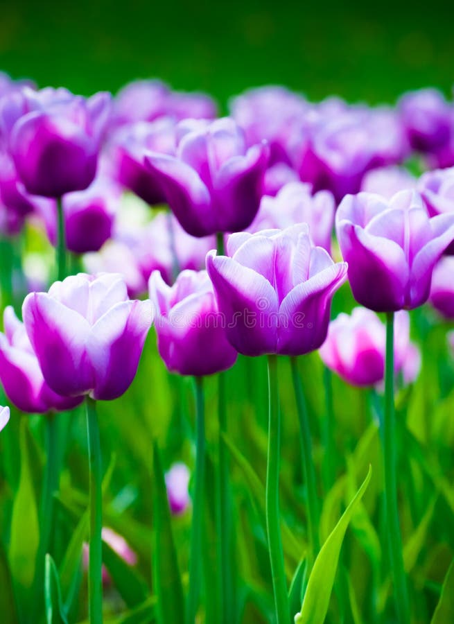 Vivid Violet Tulips, Spring Stock Photo - Image of design, petal: 31945946
