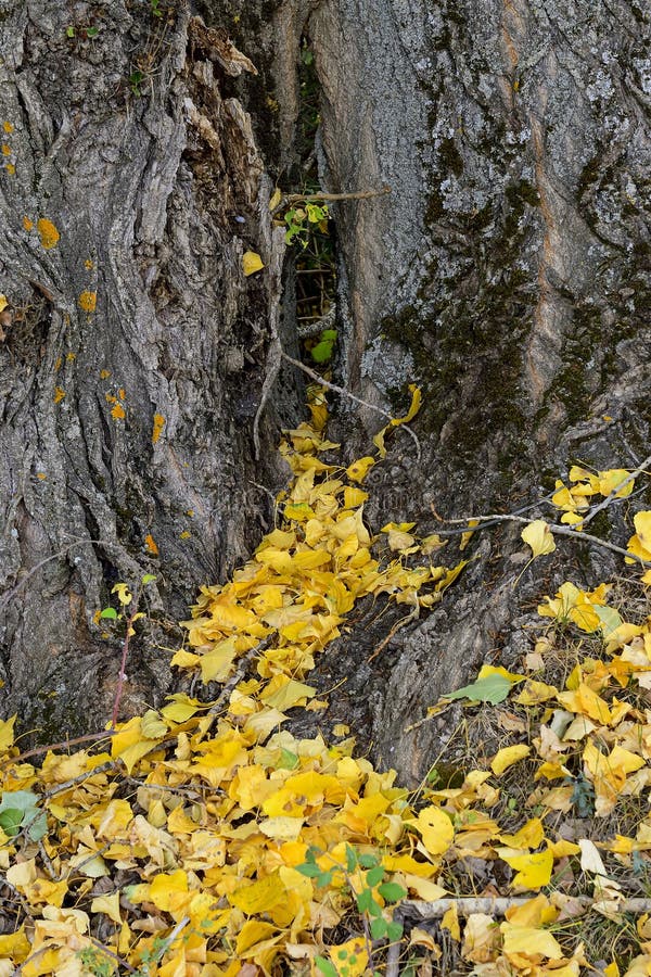 Vivid Yellow Leaves, on a Large White Alamo Trunk. Stock Image - Image ...