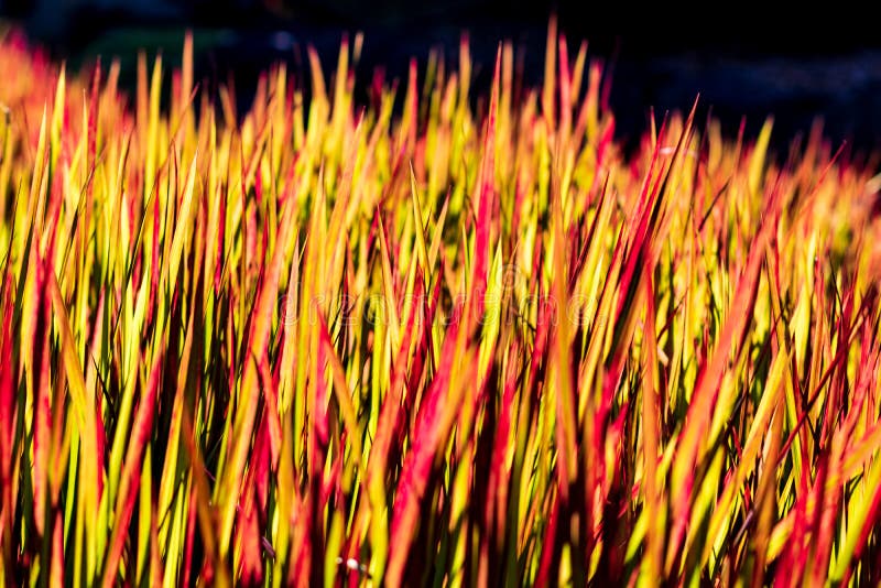 Vivid Yellow, Red, and Orange Grass Abstract Stock Image - Image of ...