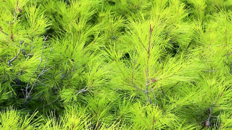 Vivid Young Lime Green Pine Trees Fir Close-up Stock Video - Video of ...