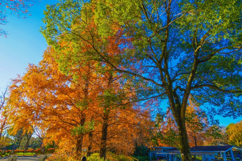 Vividly colored trees stock photo. Image of colorful - 261484028