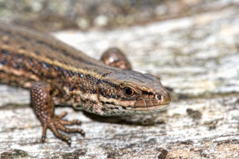 Viviparous lizard stock image. Image of wildlife, animal - 7755599
