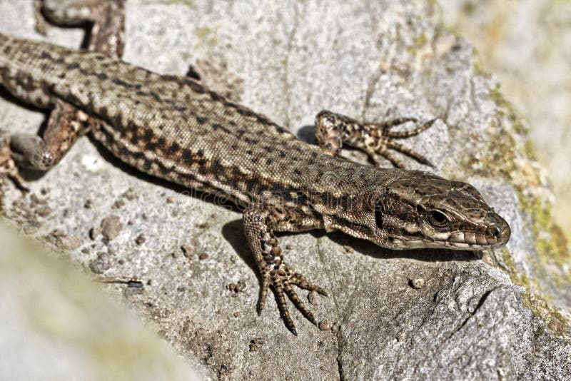 Viviparous Lizard or Common Lizard from Germany, Europe Stock Image ...