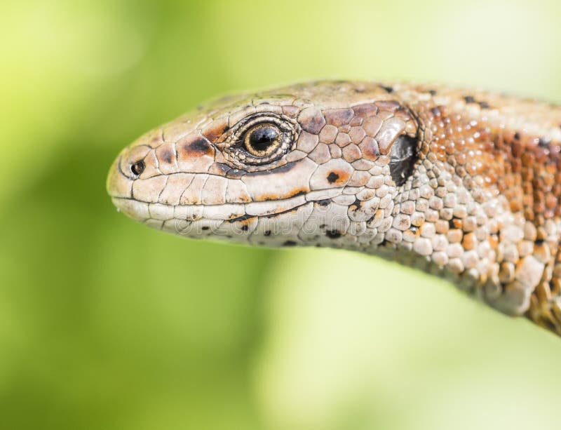 Viviparous Lizard - Zootoca Vivipara - Sits Upside Down on a Pine Tree ...