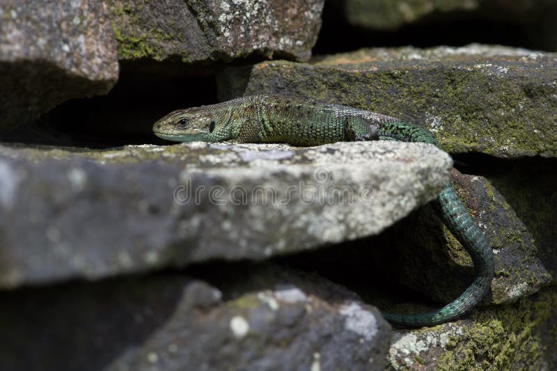 Viviparous Lizard Zootoca Vivipara Stock Photo - Image of vivipara ...