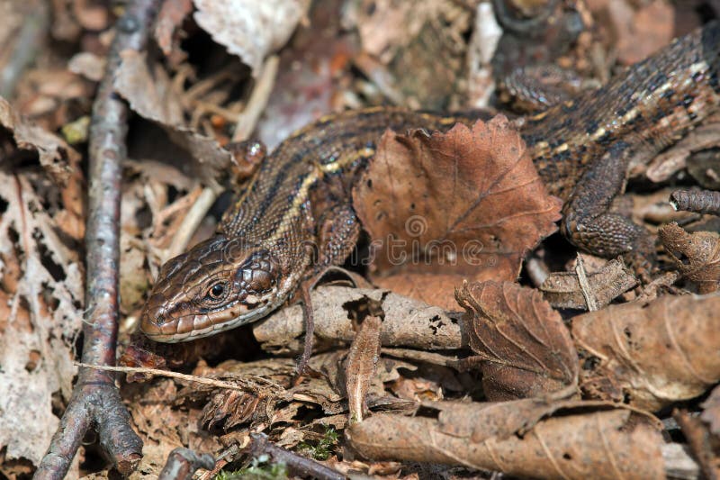 Viviparous Lizard (Zootoca Vivipara) Stock Photo - Image of northern ...