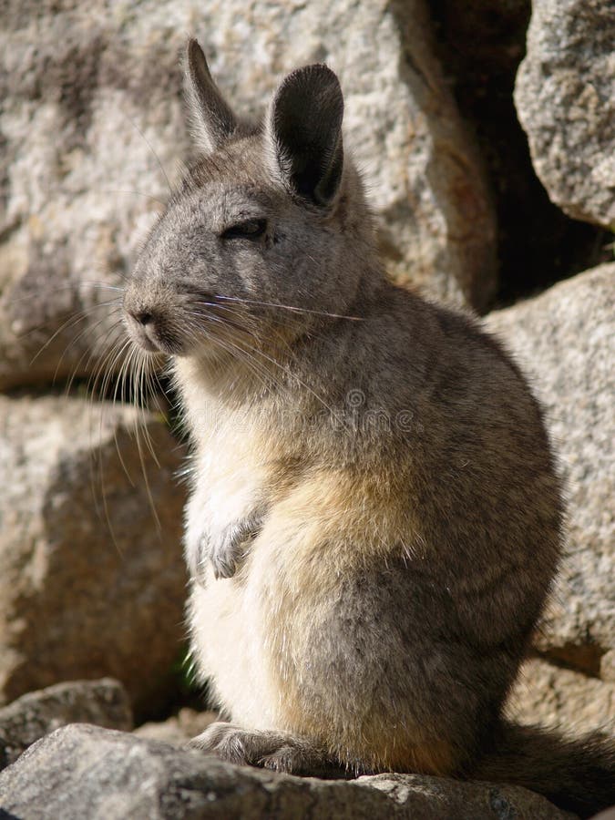 Vizcacha stock image. Image of columbian, cuzco, mist - 3540675