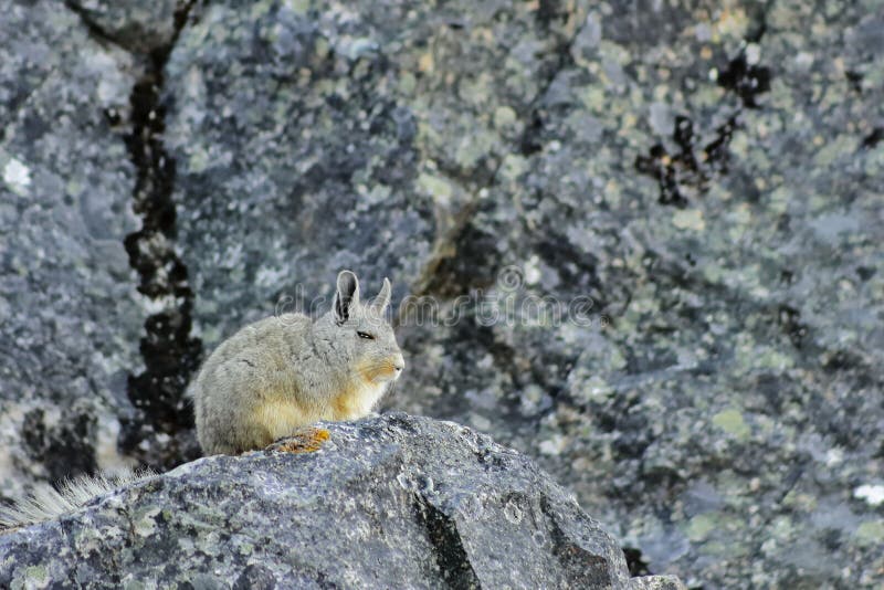 Vizcacha stock image. Image of columbian, cuzco, mist - 3540675