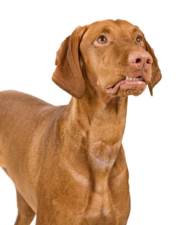 Vizsla Dog Close-Up with Lip Curled Stock Photo - Image of friend, rust ...
