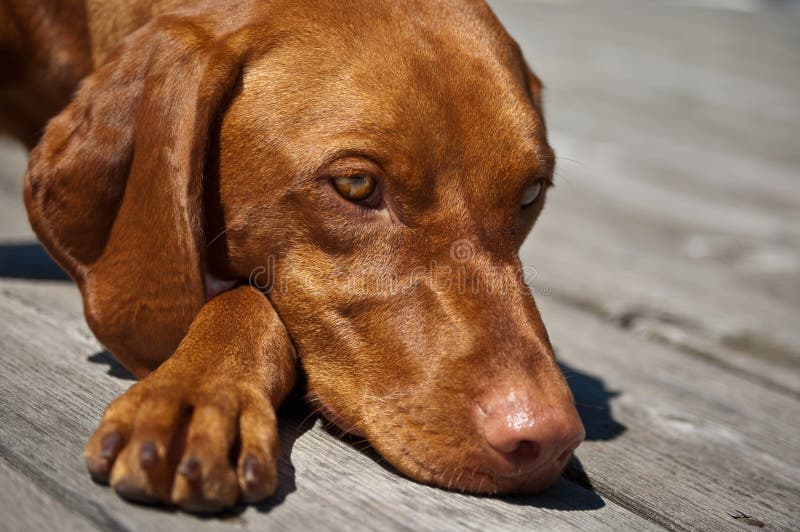 3,452 Brown Vizsla Stock Photos - Free & Royalty-Free Stock Photos from ...