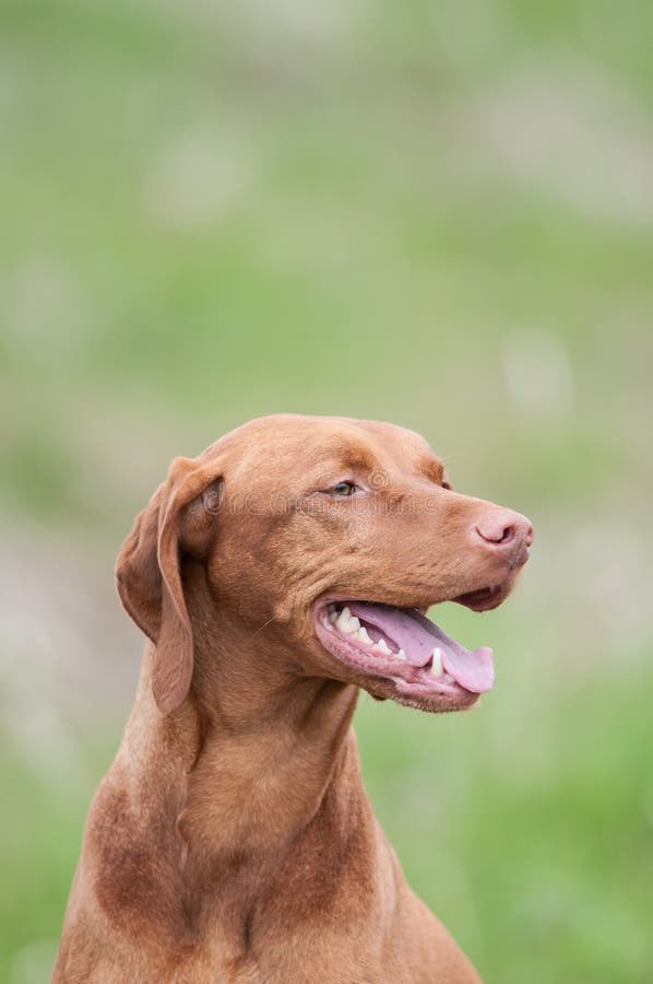 Vizsla Dog (Hungarian Pointer) in a Green Field Stock Photo - Image of ...