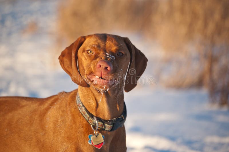 Vizsla Dog in Winter with a Funny Expression Stock Photo - Image of ...