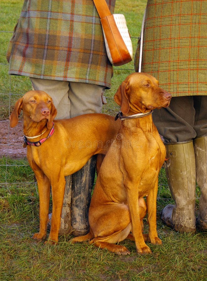 Female Hungarian Vizsla Portrait Stock Photo - Image of friend ...
