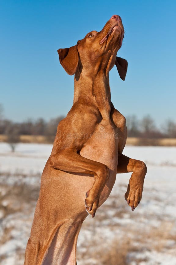Vizsla (Hungarian Pointer) Jumping Up in Winter Stock Photo - Image of ...