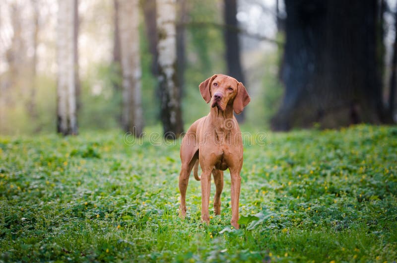 Vizsla in Spring in the Forrest Stock Image - Image of puppy, forrest ...