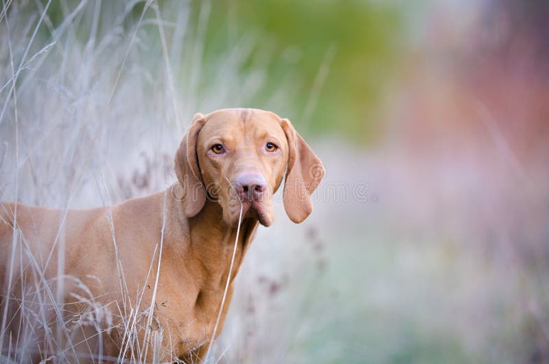 Cane Ungherese Felice Del Puntatore Di Vizsla Su Neve Fotografia Stock ...