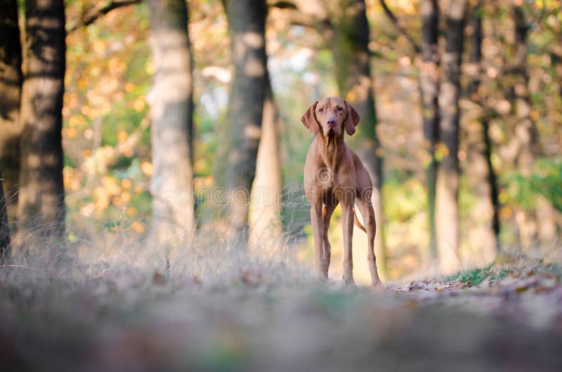 Cane Ungherese Felice Del Puntatore Di Vizsla Su Neve Fotografia Stock ...
