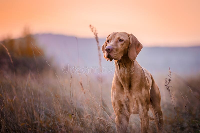 Cane Ungherese Felice Del Puntatore Di Vizsla Su Neve Fotografia Stock ...